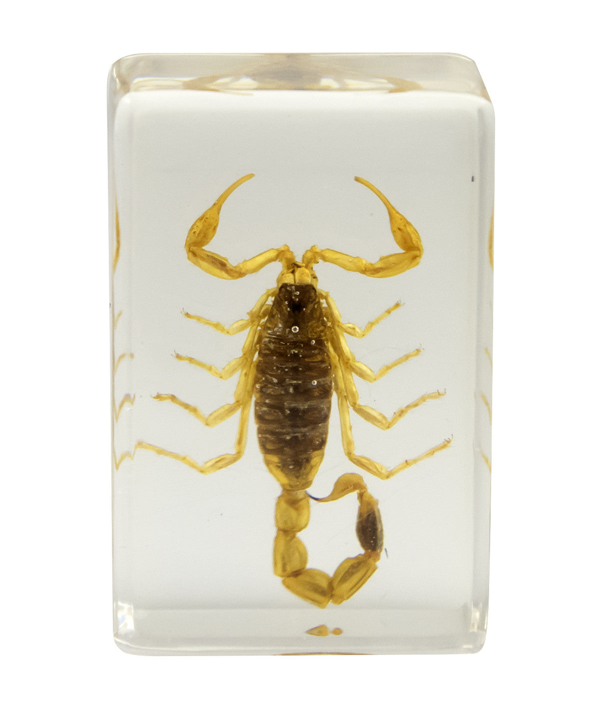 3D Bug Specimen Kit #1 | Celestron