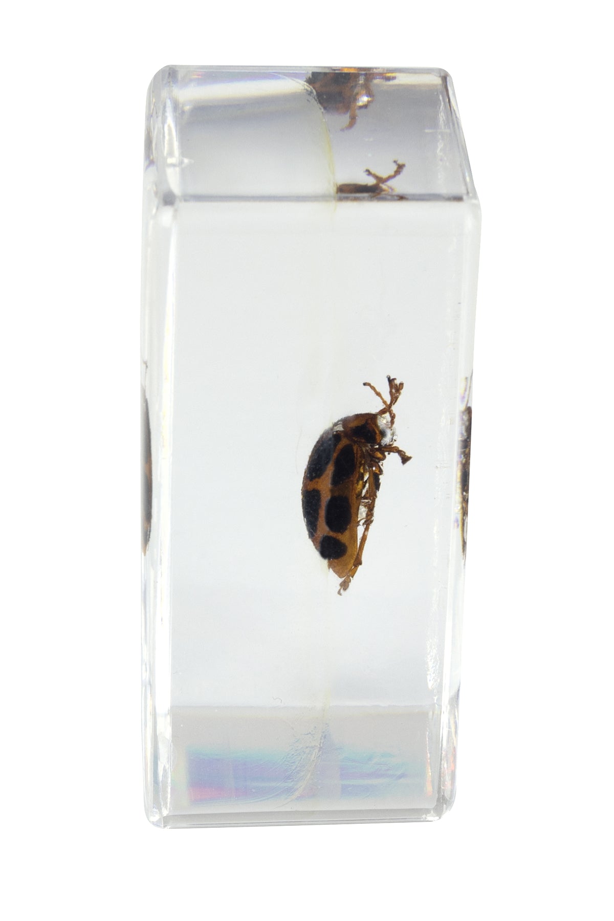 3D Bug Specimen Kit #4 | Celestron