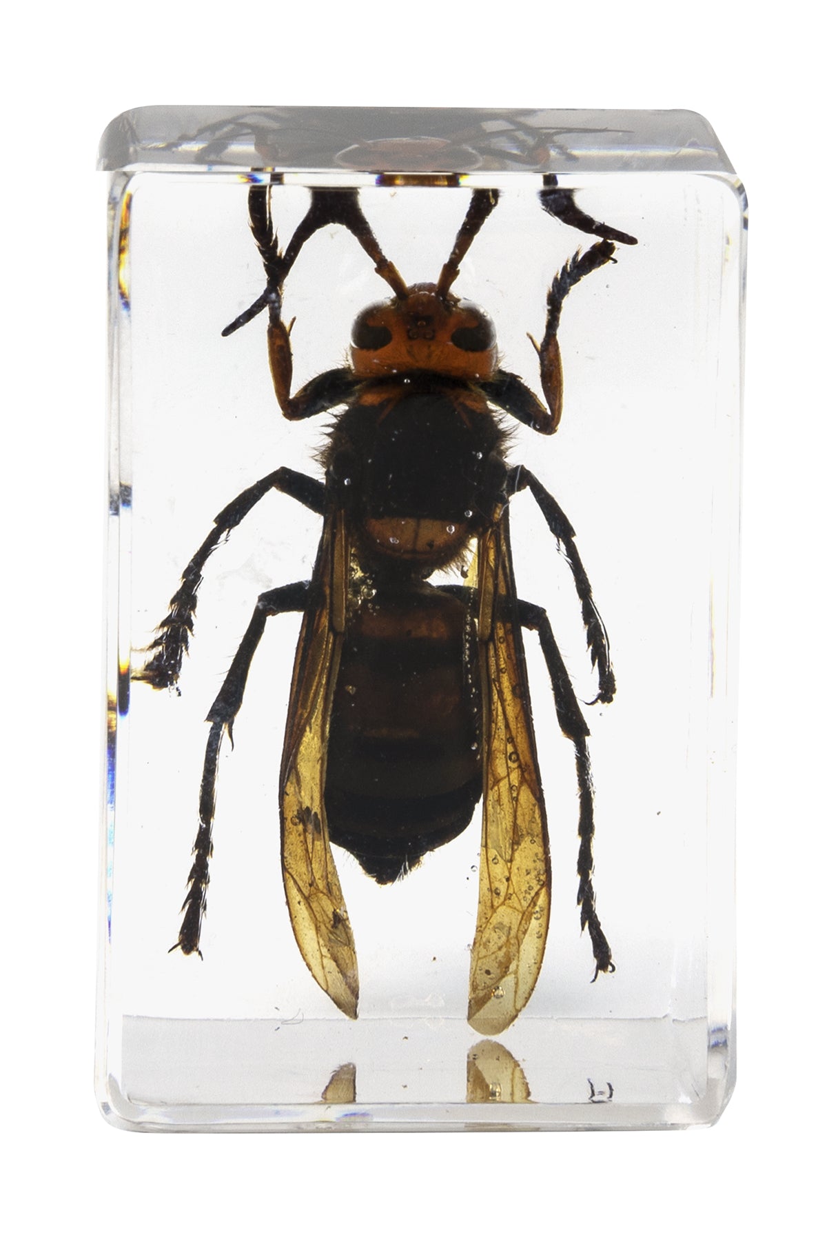 3D Bug Specimen Kit #5 | Celestron