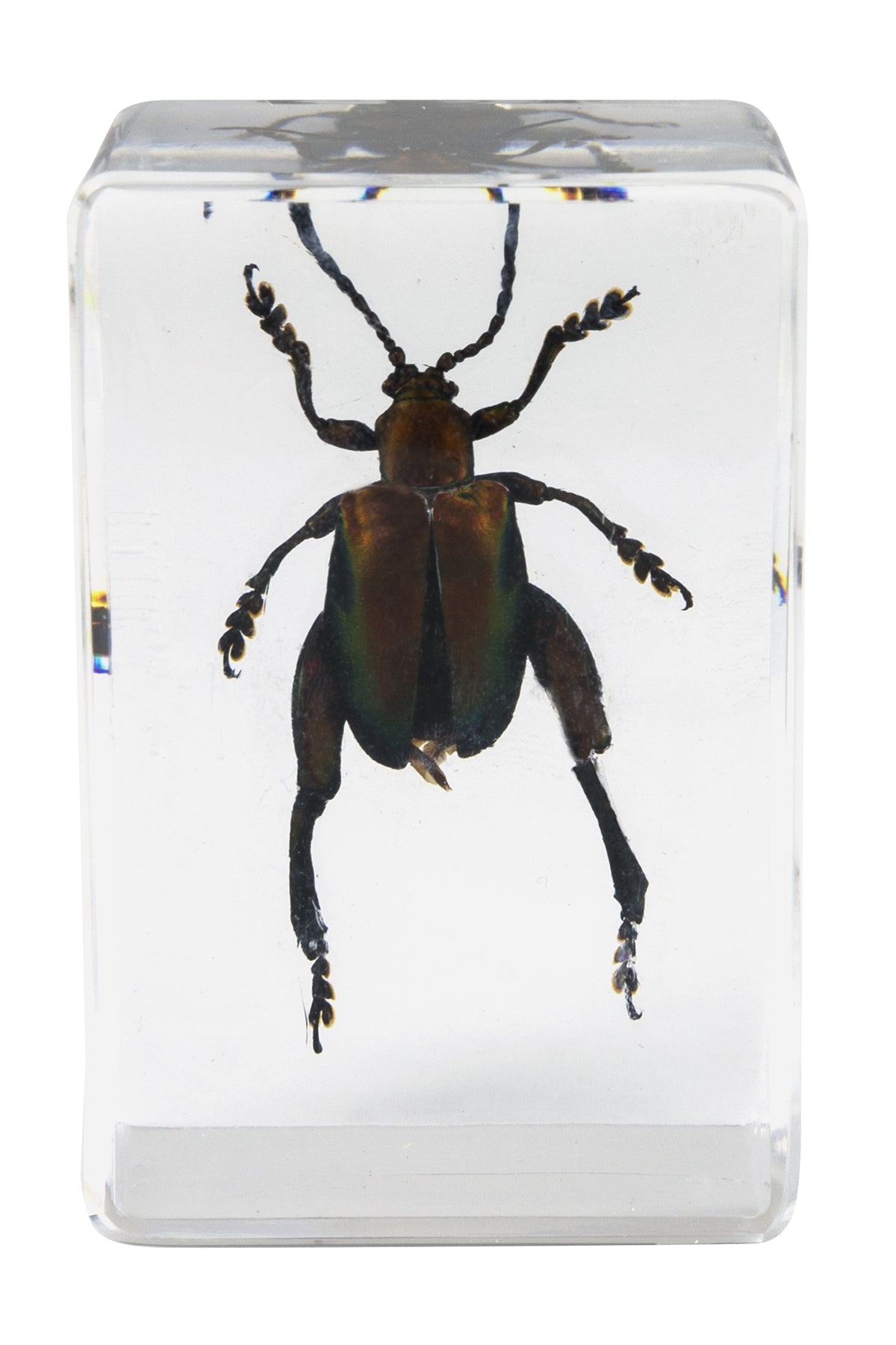 3D Bug Specimen Kit #5 | Celestron