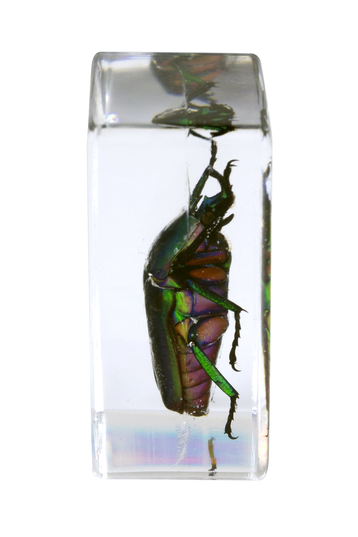 3D Bug Specimen Kit #5 | Celestron