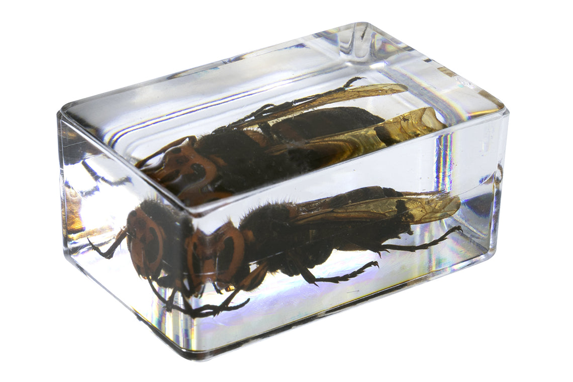 3D Bug Specimen Kit #5 | Celestron