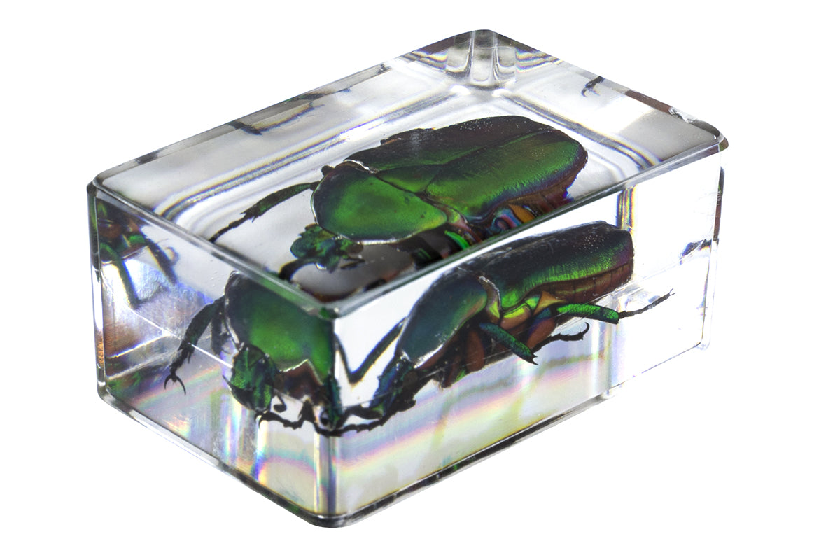 3D Bug Specimen Kit #5 | Celestron