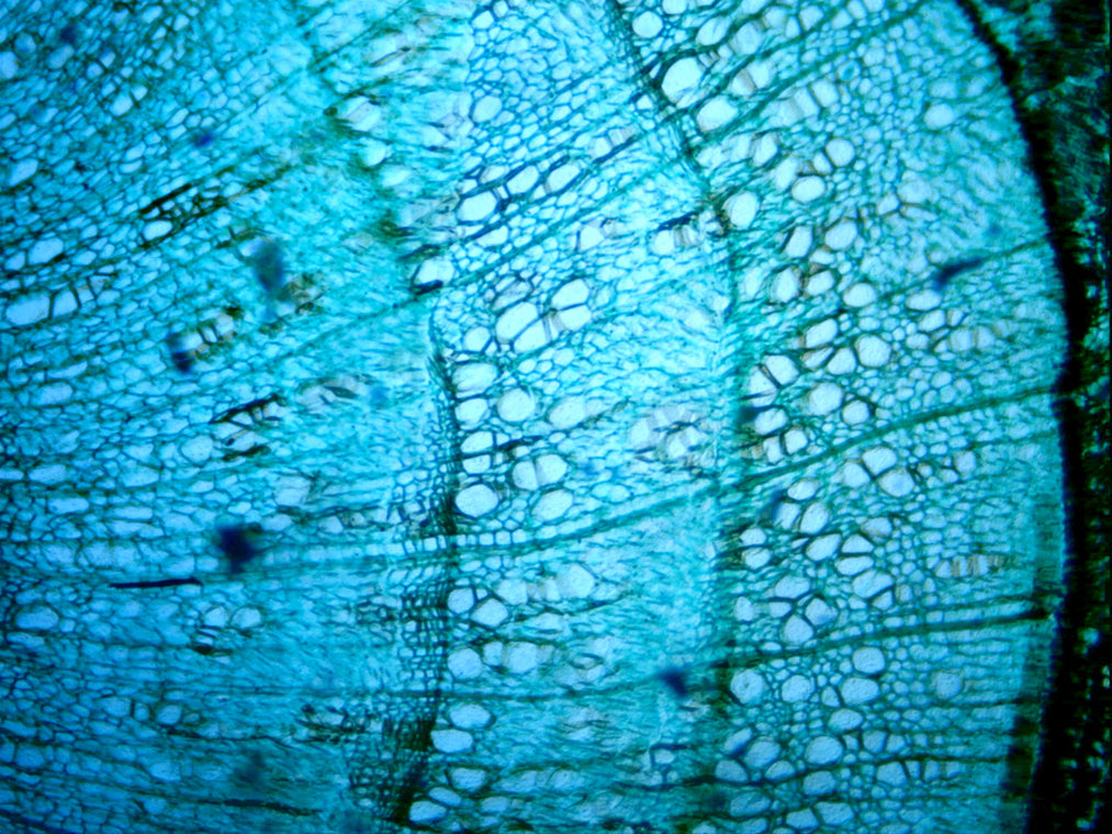 5MP Digital Microscope Imager | Celestron